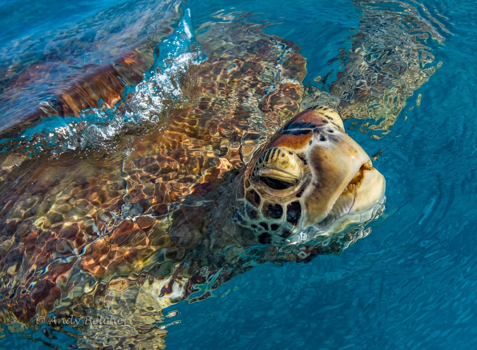 Andy Belcher | Legend Photography