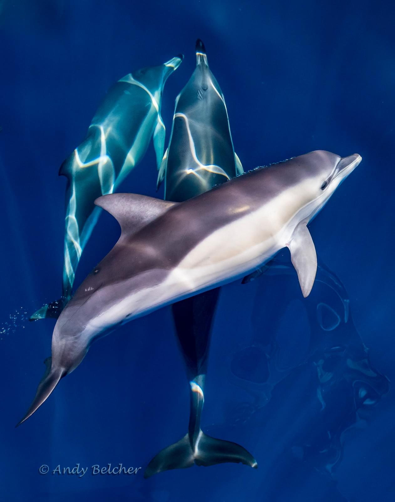 Andy Belcher | Legend Photography