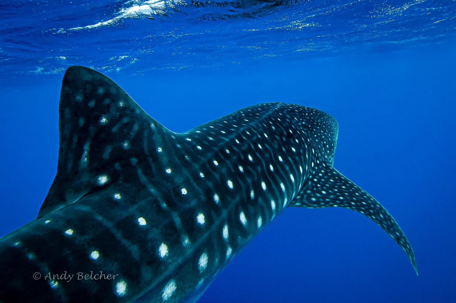 Andy Belcher | Legend Photography