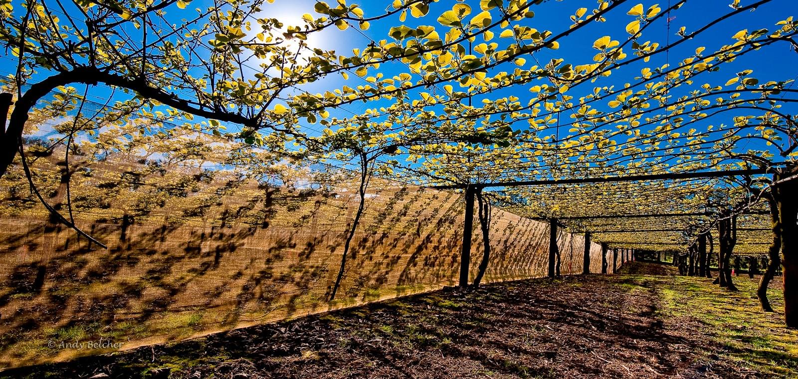 Andy Belcher | Legend Photography