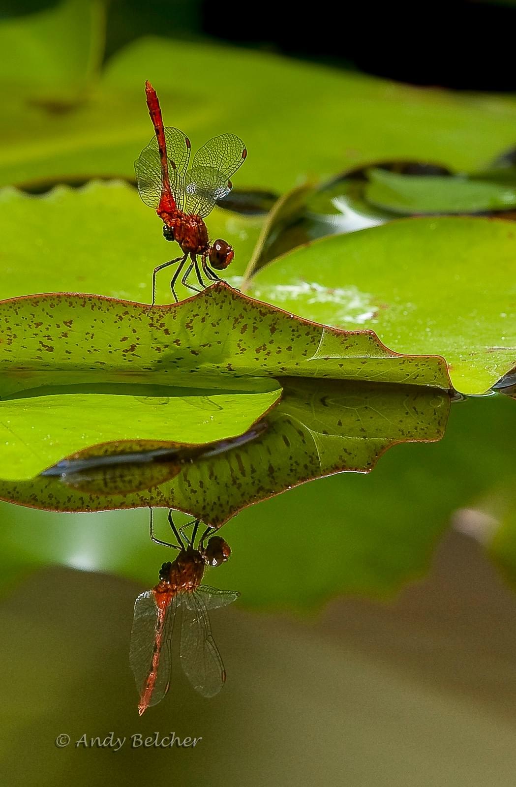 Andy Belcher | Legend Photography