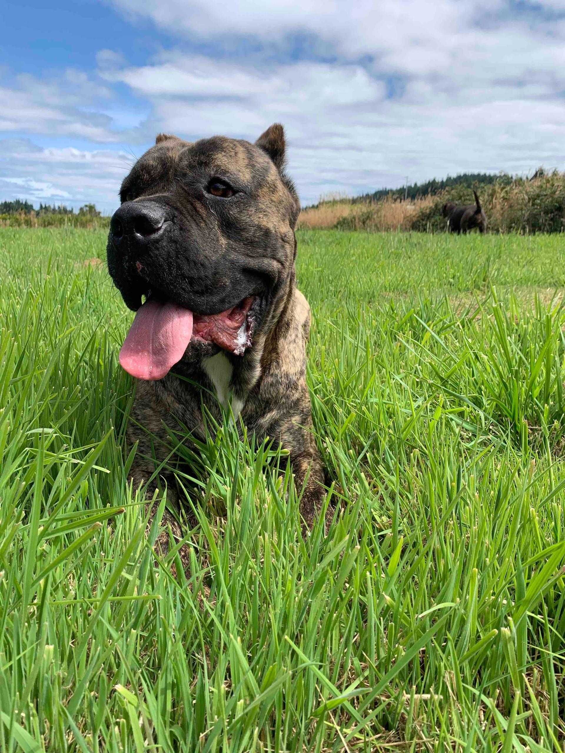 Coastal Paradise Cane Corso & Miniature Pinscher’s on Strikingly