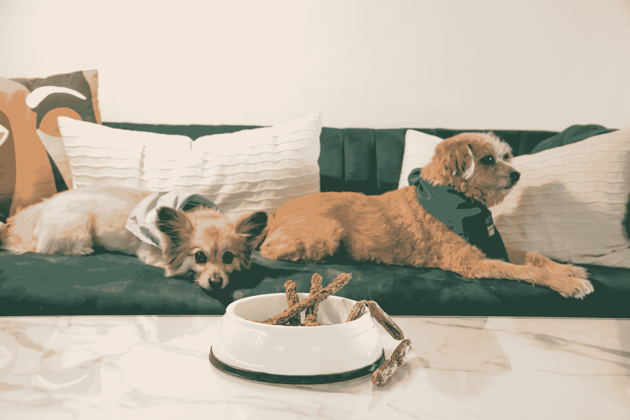 Understanding Pet Product Quality Control Standards