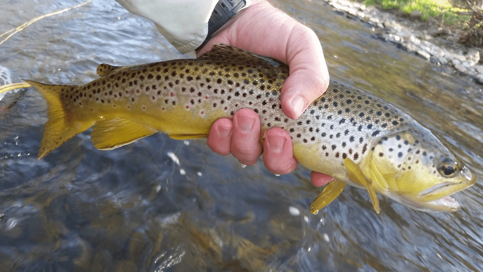 Jackson Trout Lures: Built for Flowing Water