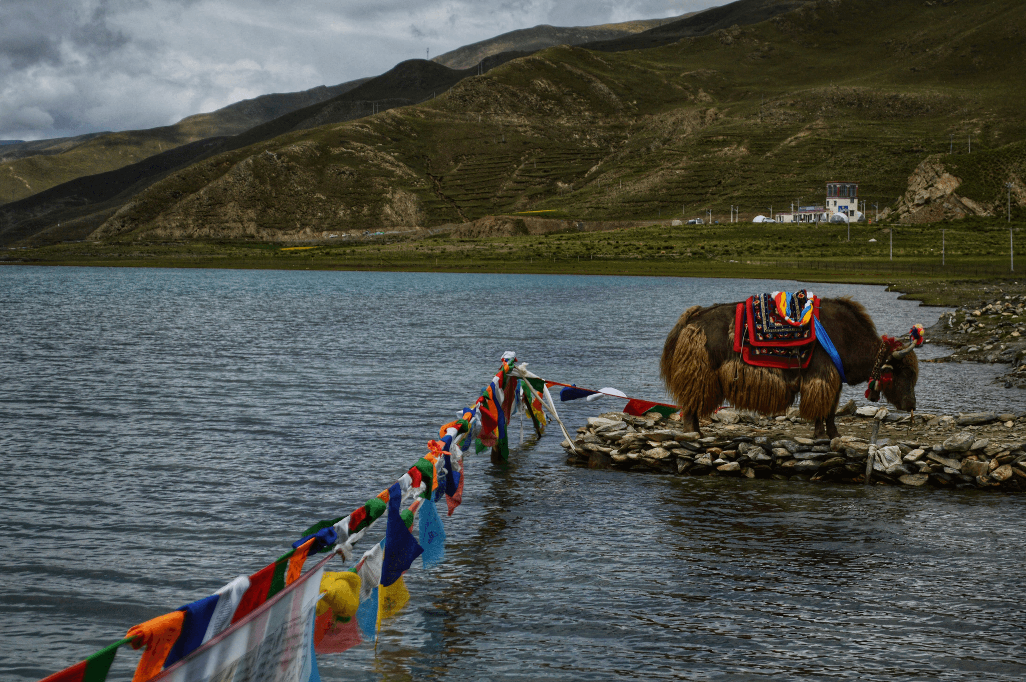 The Significance of Yaks for Tibetan People | Guide Tibet