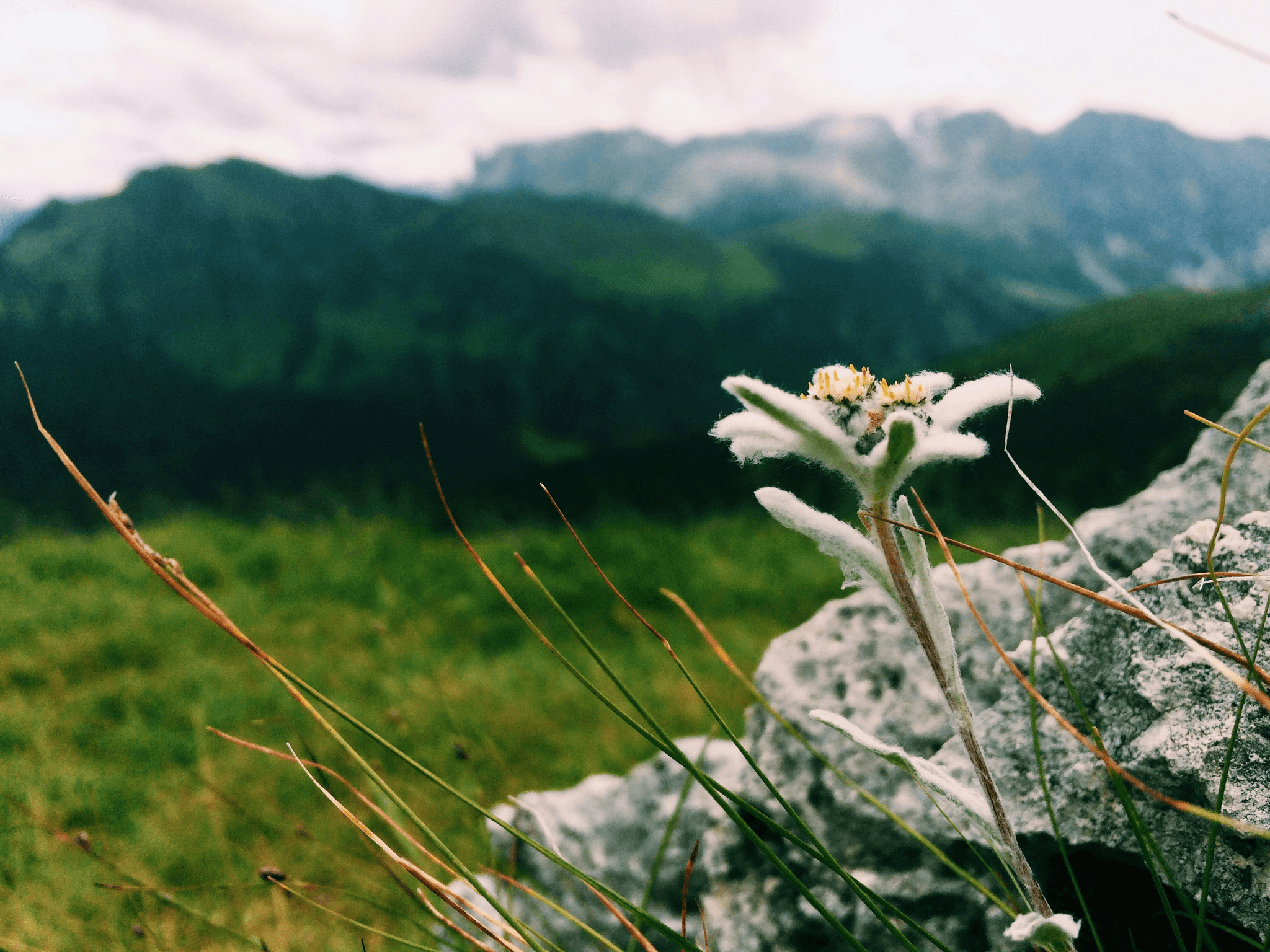 Top 5 Common Wild Flowers on Tibetan Plateau | Guide Tibet