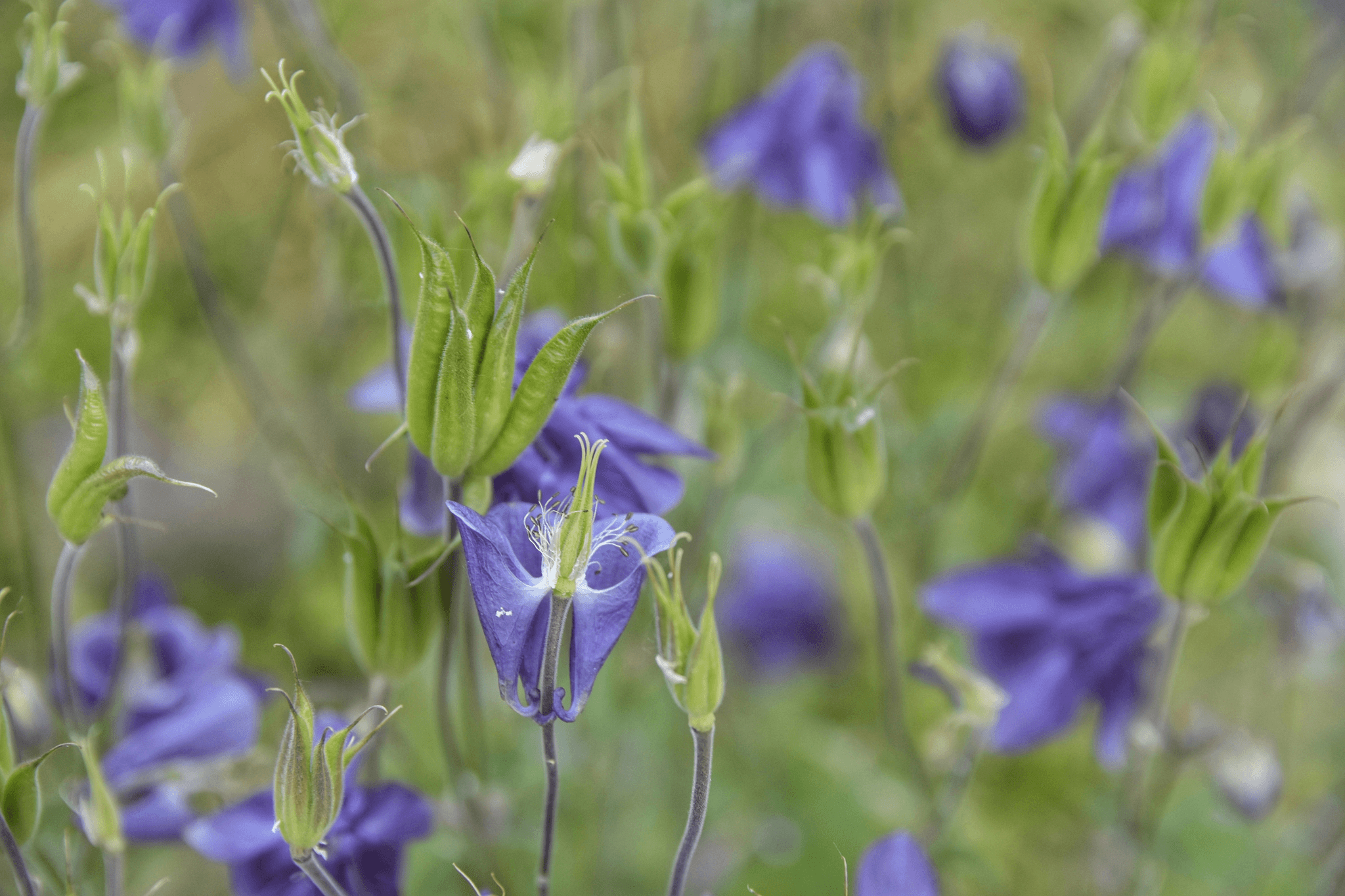 Top 5 Common Wild Flowers on Tibetan Plateau | Guide Tibet