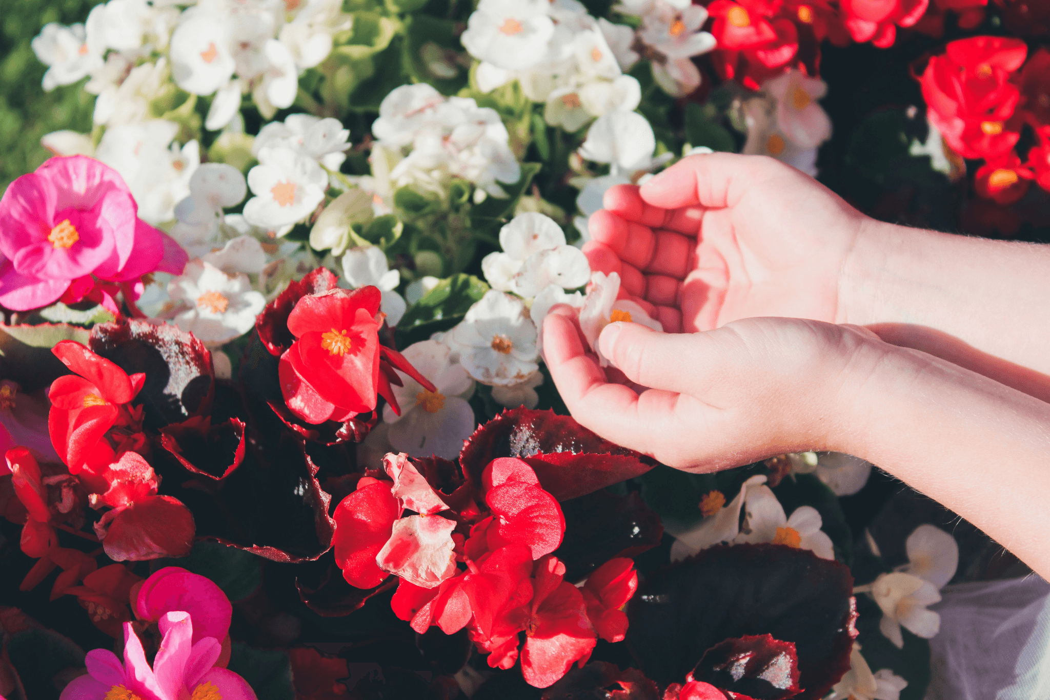 Ronaldo's Flowers join Drogheda & District Chamber