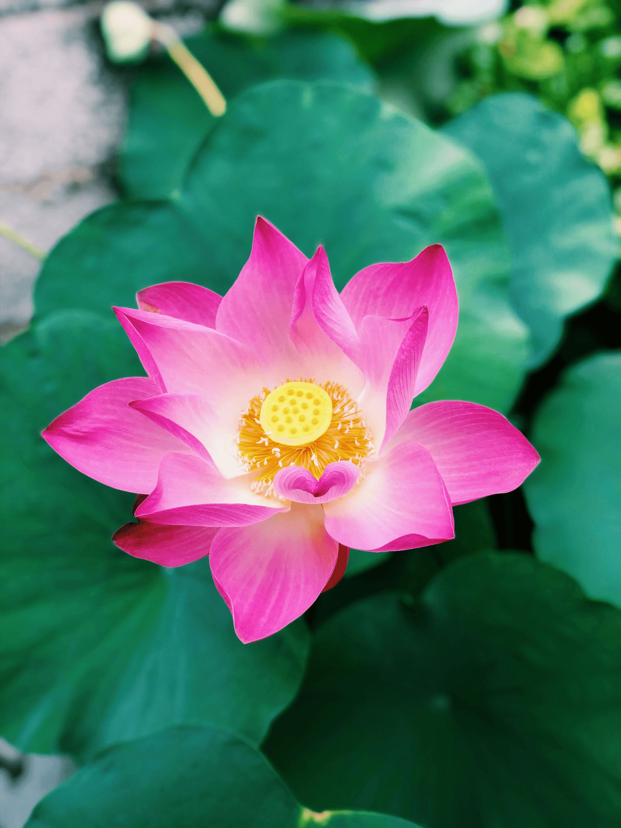 8 Auspicious Symbols of Tibetan Buddhism | Guide Tibet