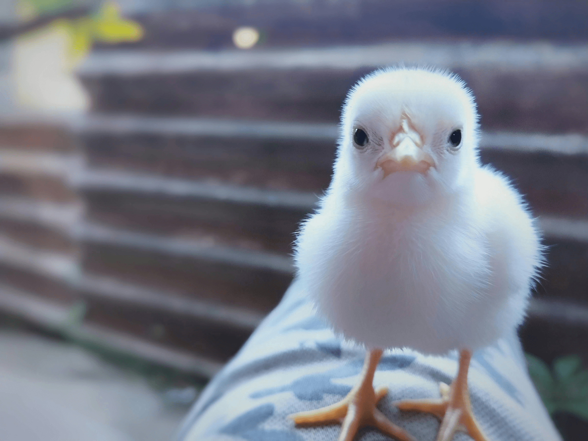 ANG LIHIM NI DOKDOK MANOK - Volume VII Issue I