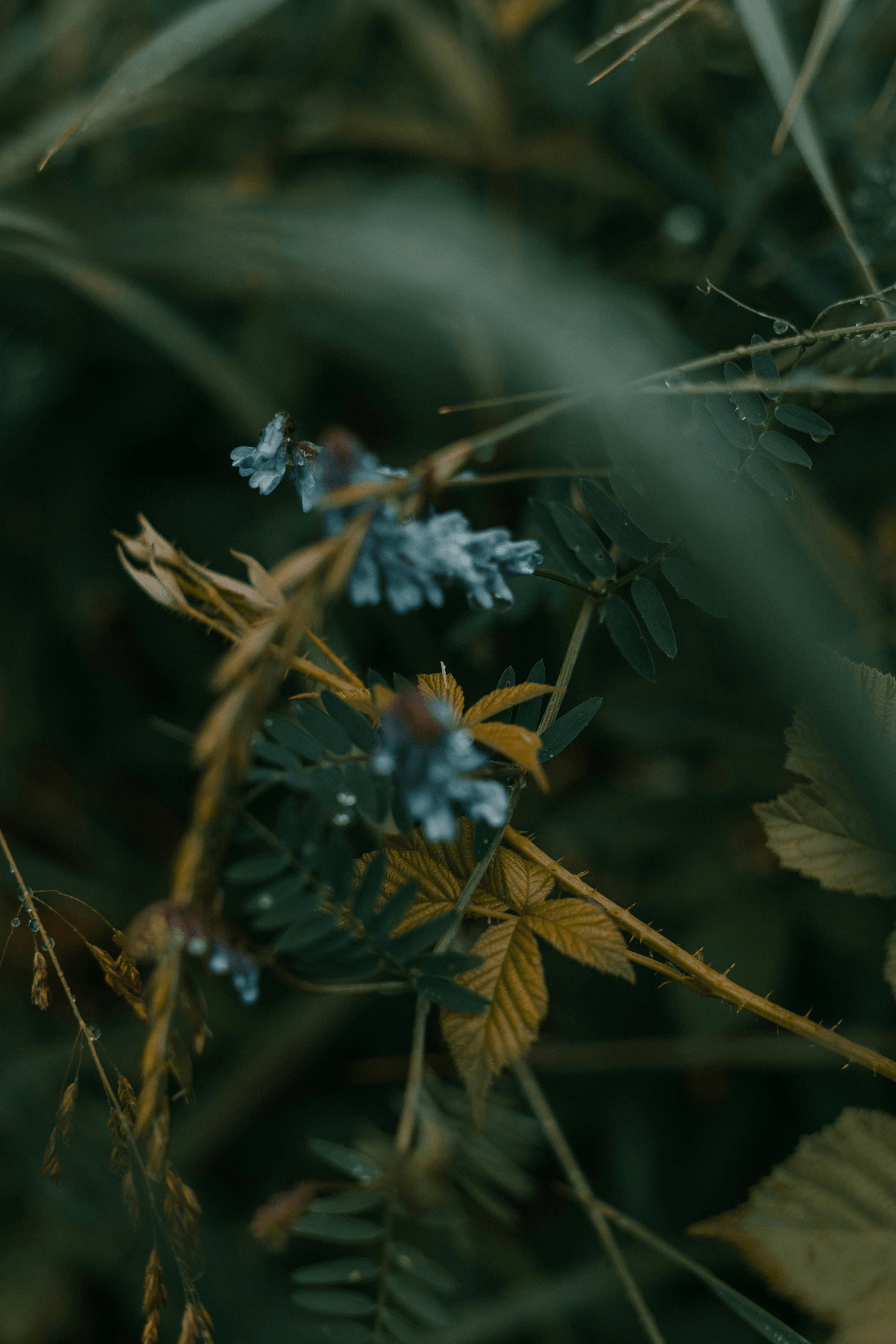 Top 5 Common Wild Flowers on Tibetan Plateau | Guide Tibet