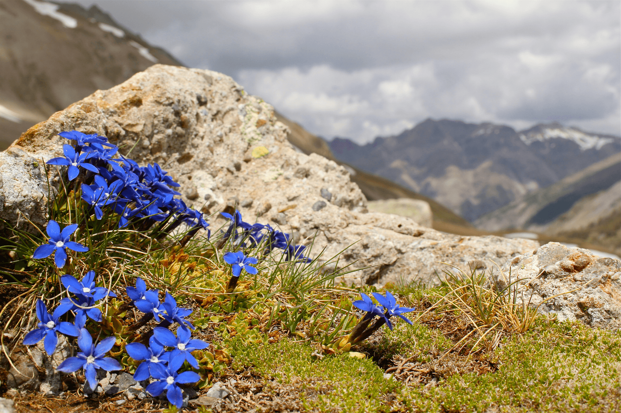 Top 5 Common Wild Flowers on Tibetan Plateau | Guide Tibet