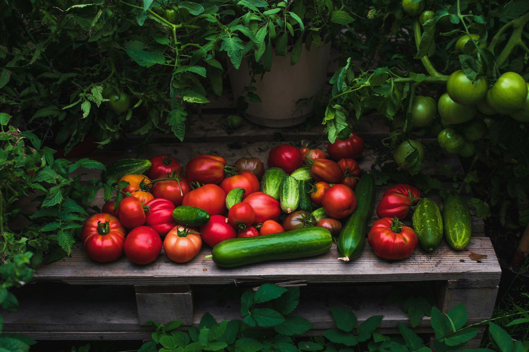 Health Benefits of Home-Grown Vegetables
