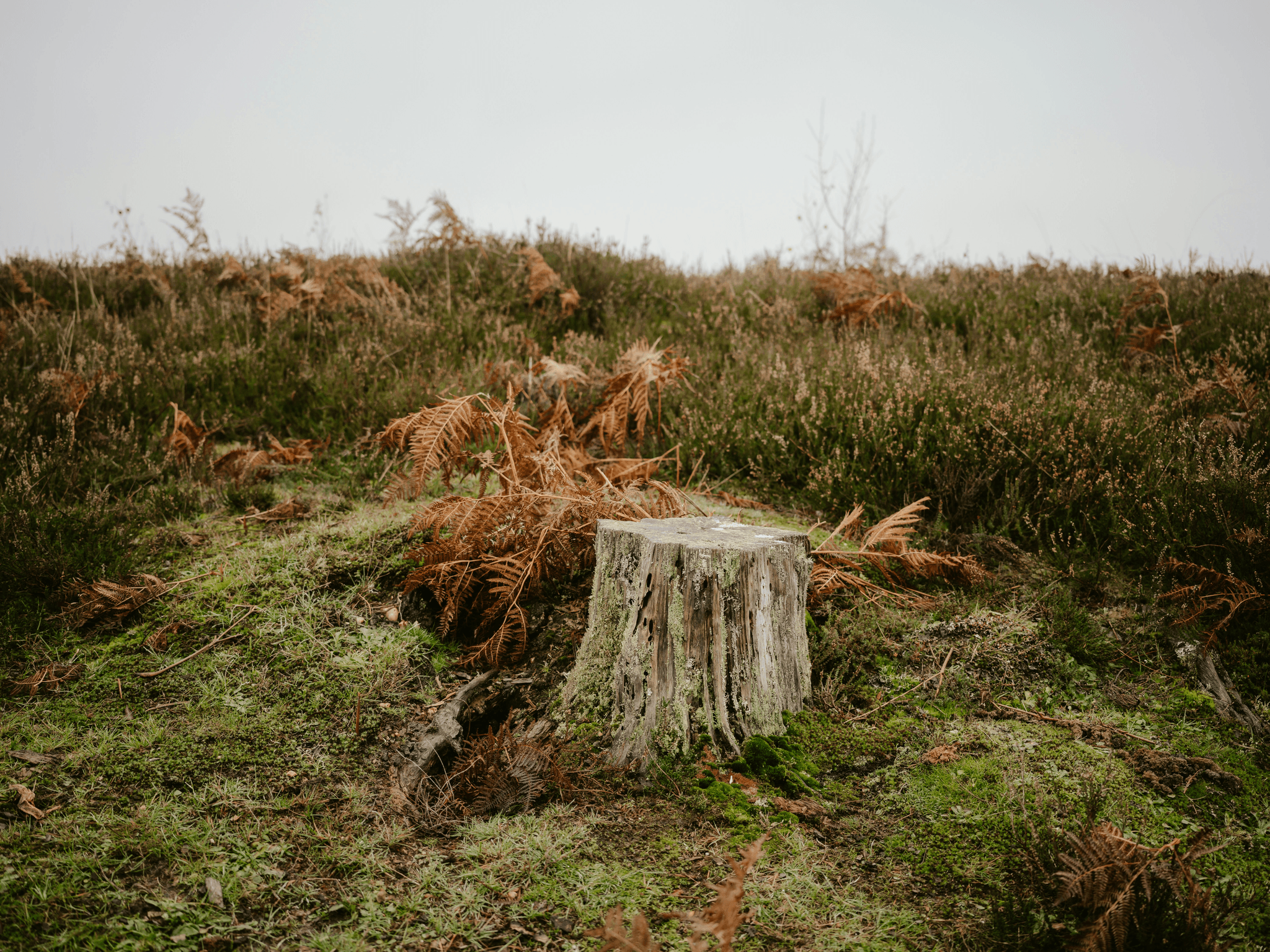 What Happens to Tree Roots After Stump Grinding? (And S...
