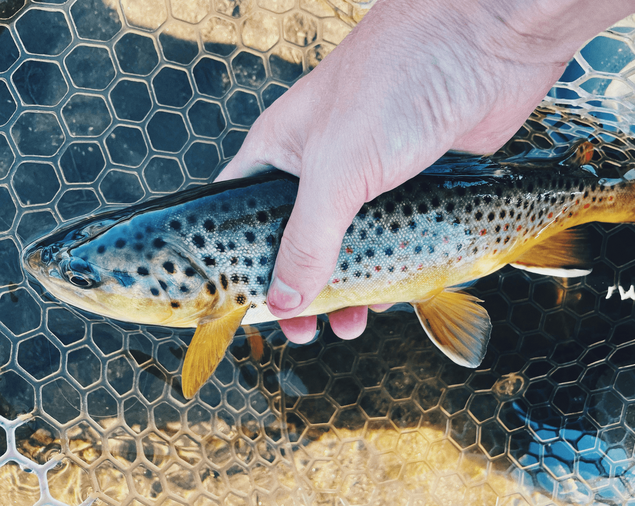 Fishing with the Forest Micro Spoon: Factor 0.9g and 1....